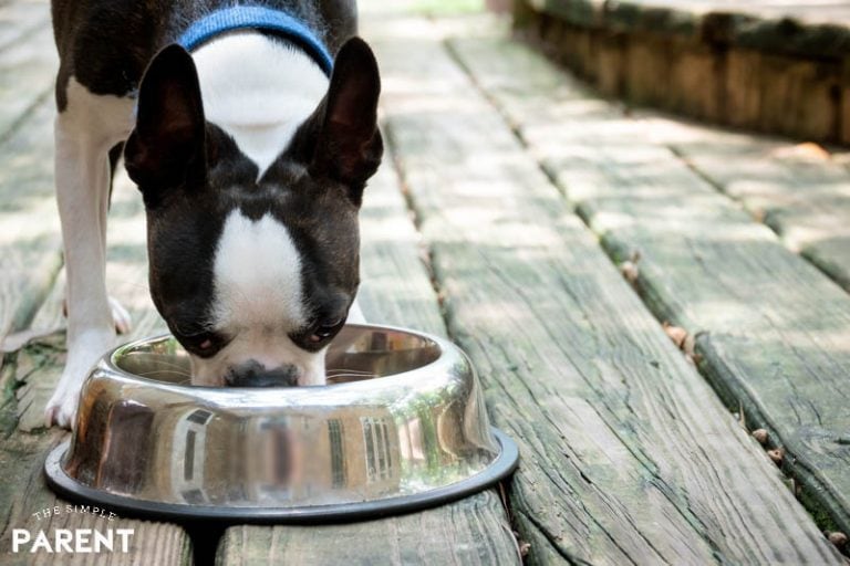 30+ Fun Things to Do With Your Dog - The Simple Parent