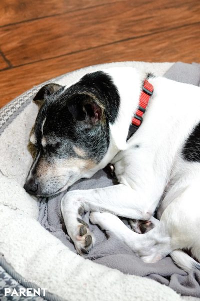 5 Spring Cleaning Tips for Pet Owners - The Simple Parent