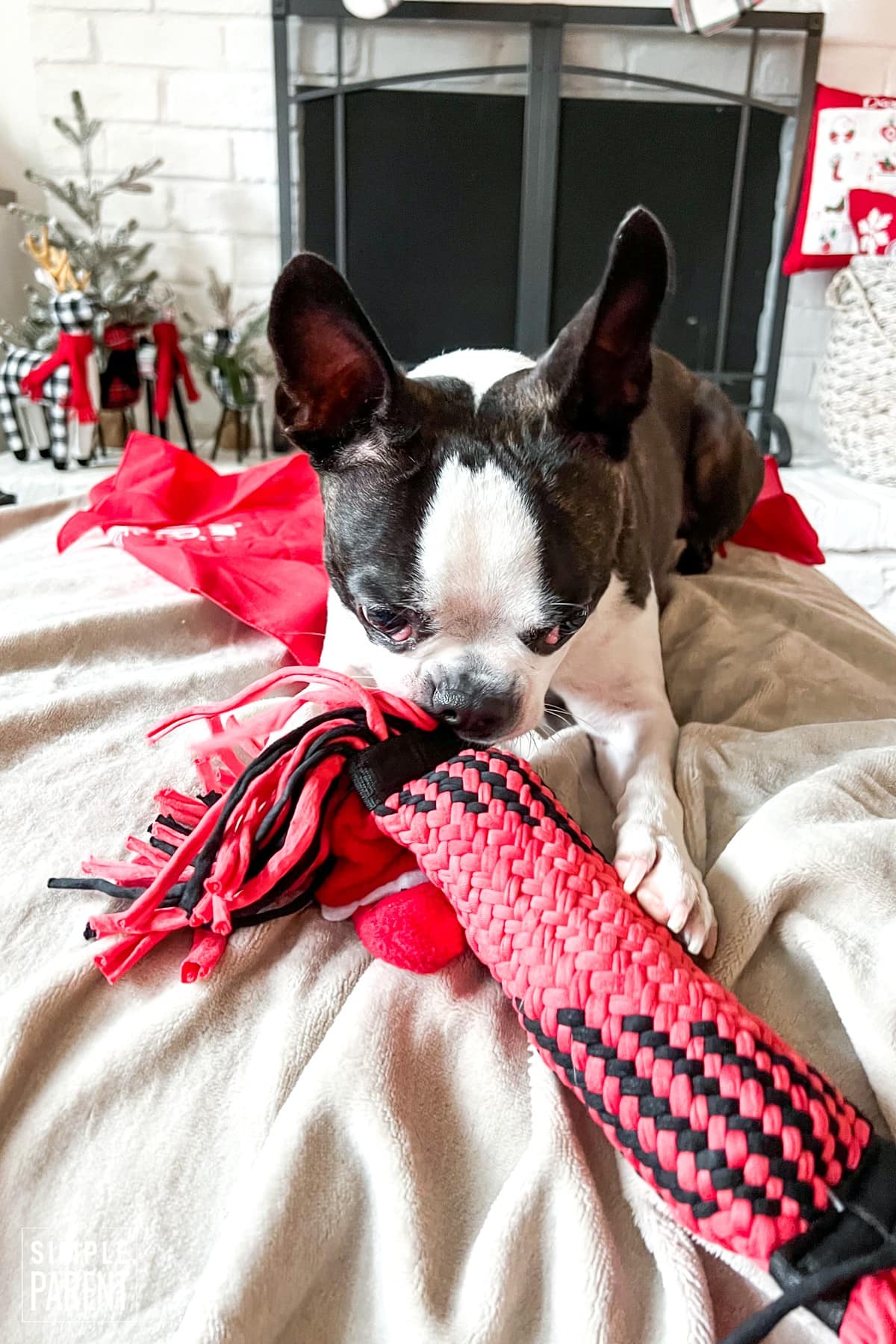 Practical Gift Ideas for Pets & Pet Owners!